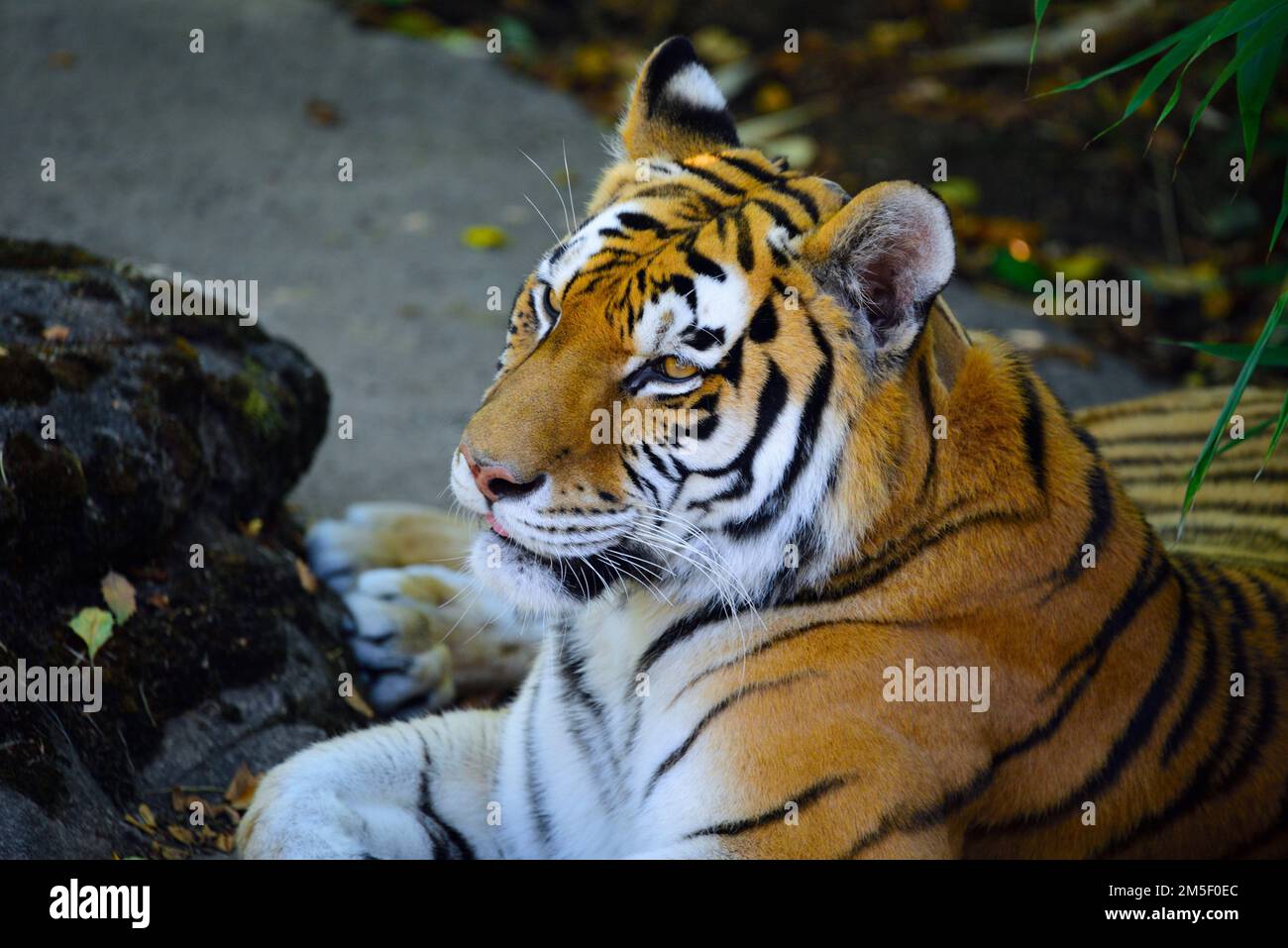 A closeup of a tiger laying on the ground Stock Photo - Alamy