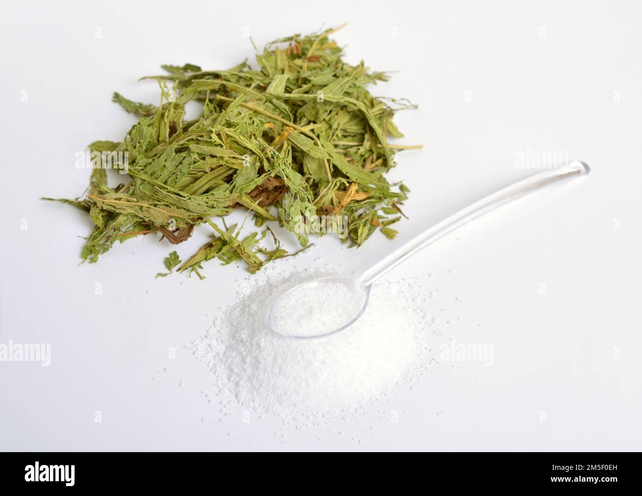 Dried stevia plant with Stevioside. Natural sweetener Isolated on white ...