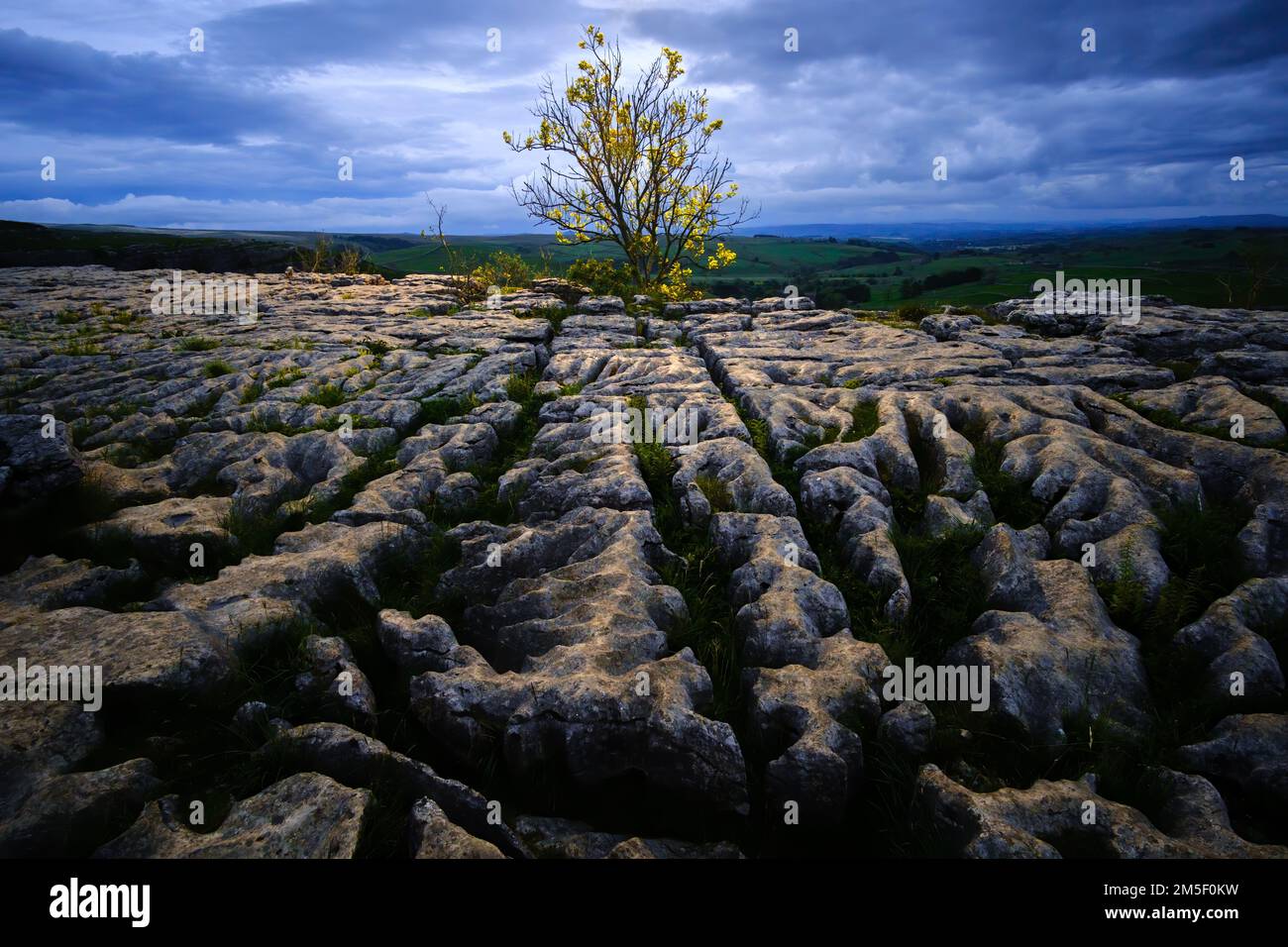 A lone Ash tree on the limestone pavement above Malham Cove in North ...