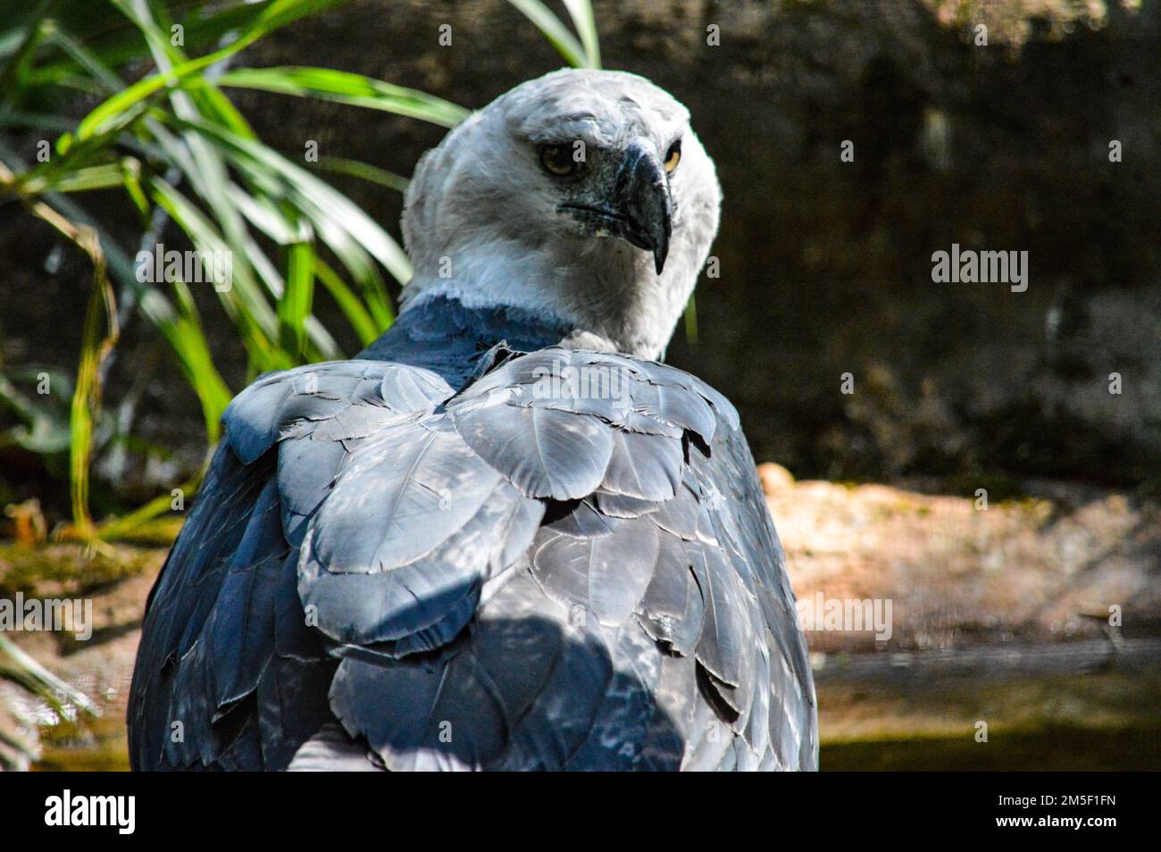 A back view of a harpy eagle Stock Photo - Alamy