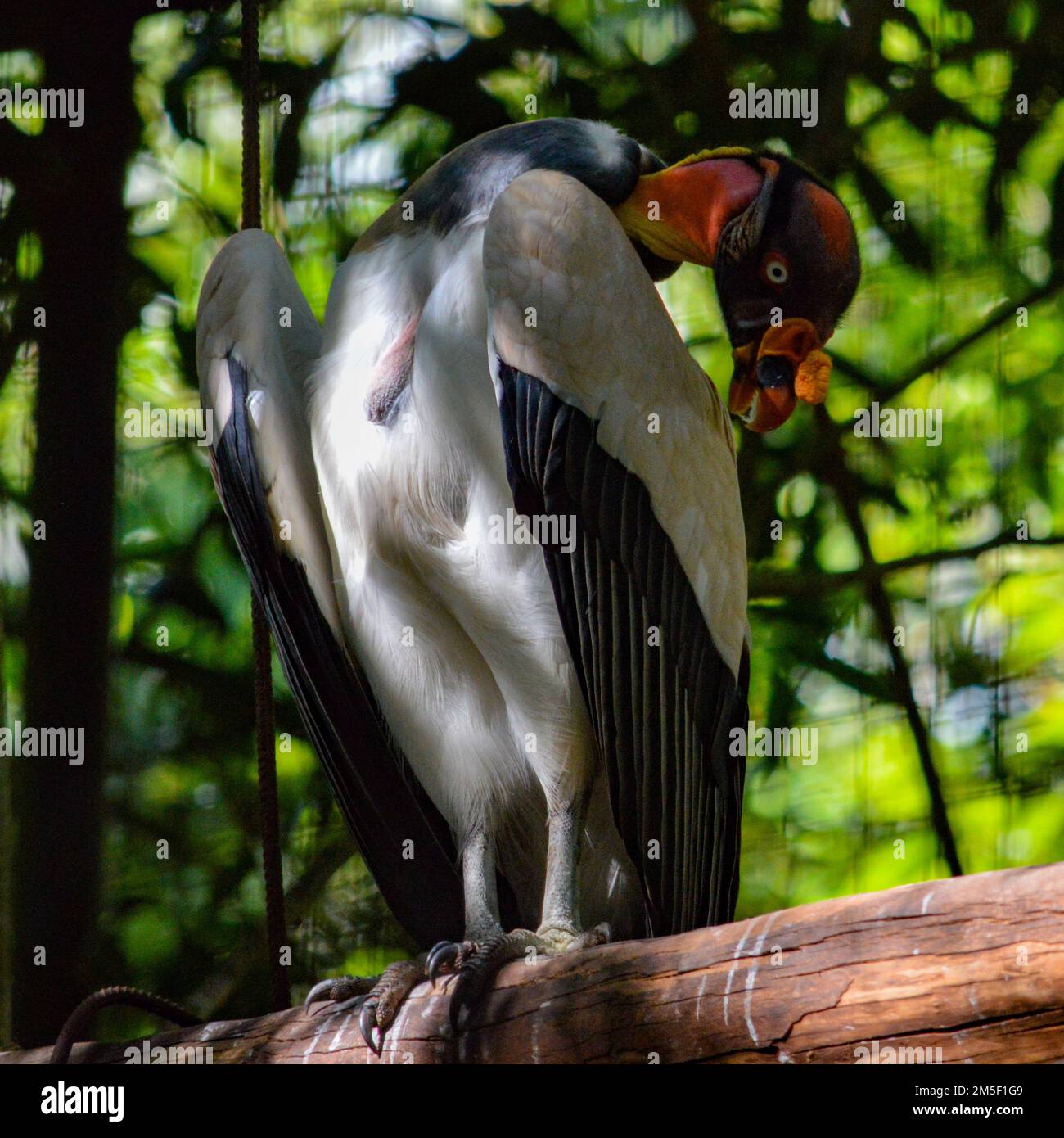 A king vulture perched on a wood Stock Photo - Alamy