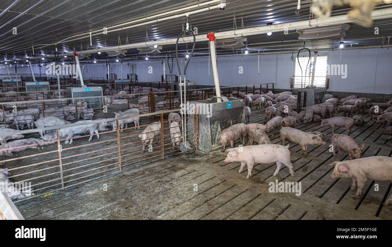 Hog house hi-res stock photography and images - Alamy