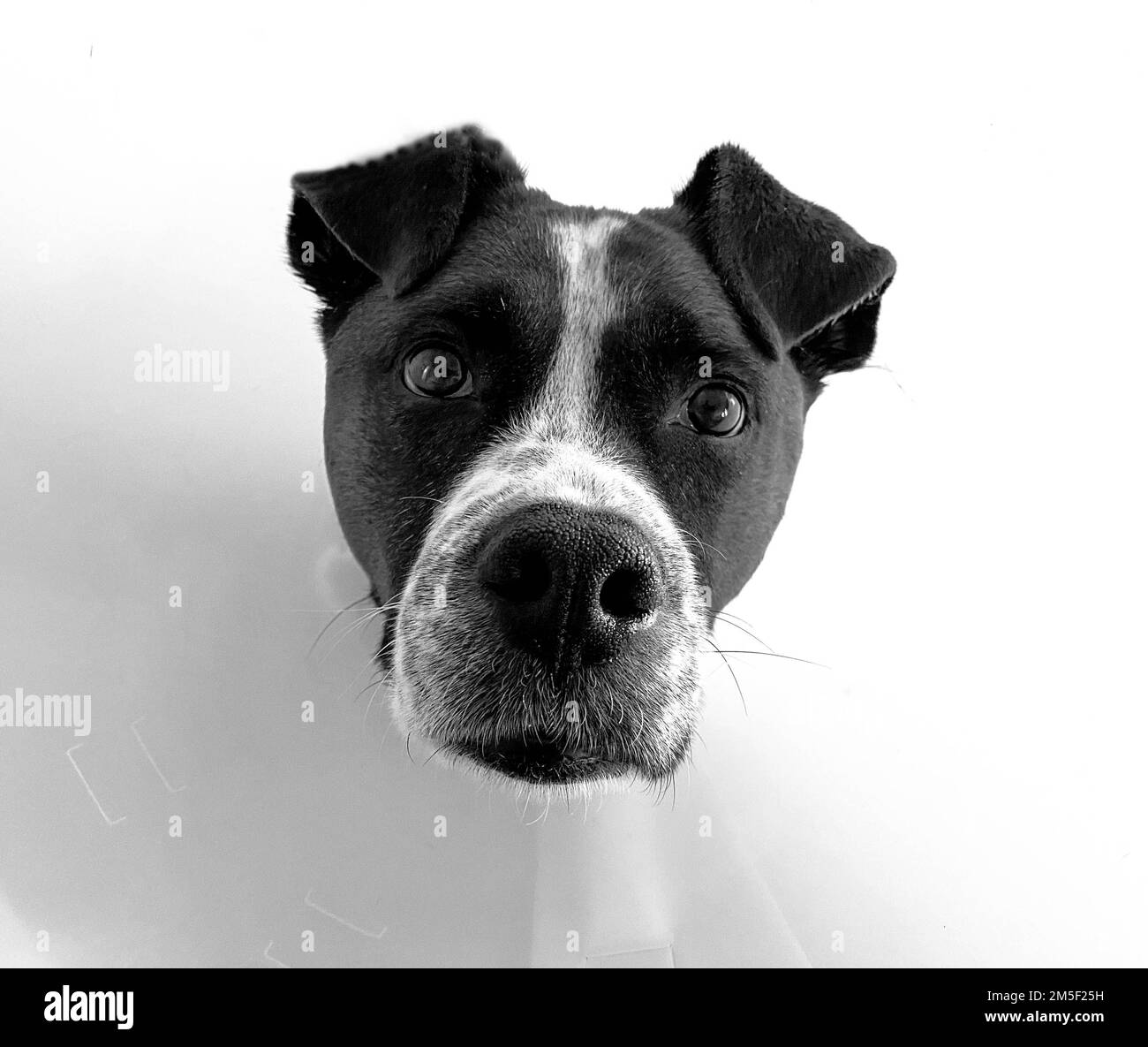 A portrait of a dog in grayscale Stock Photo - Alamy