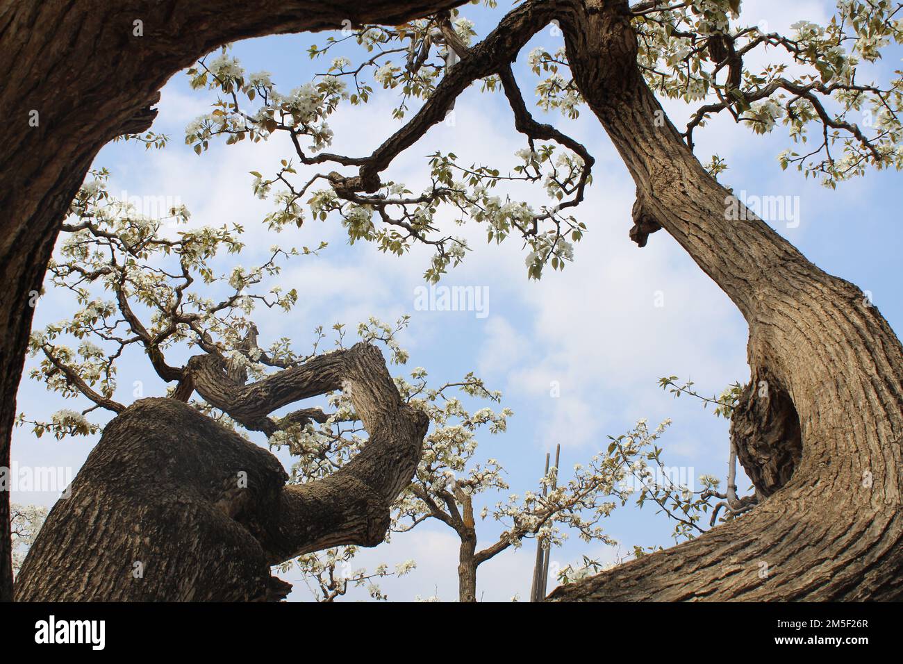 Hundreds years old tree hi-res stock photography and images - Alamy