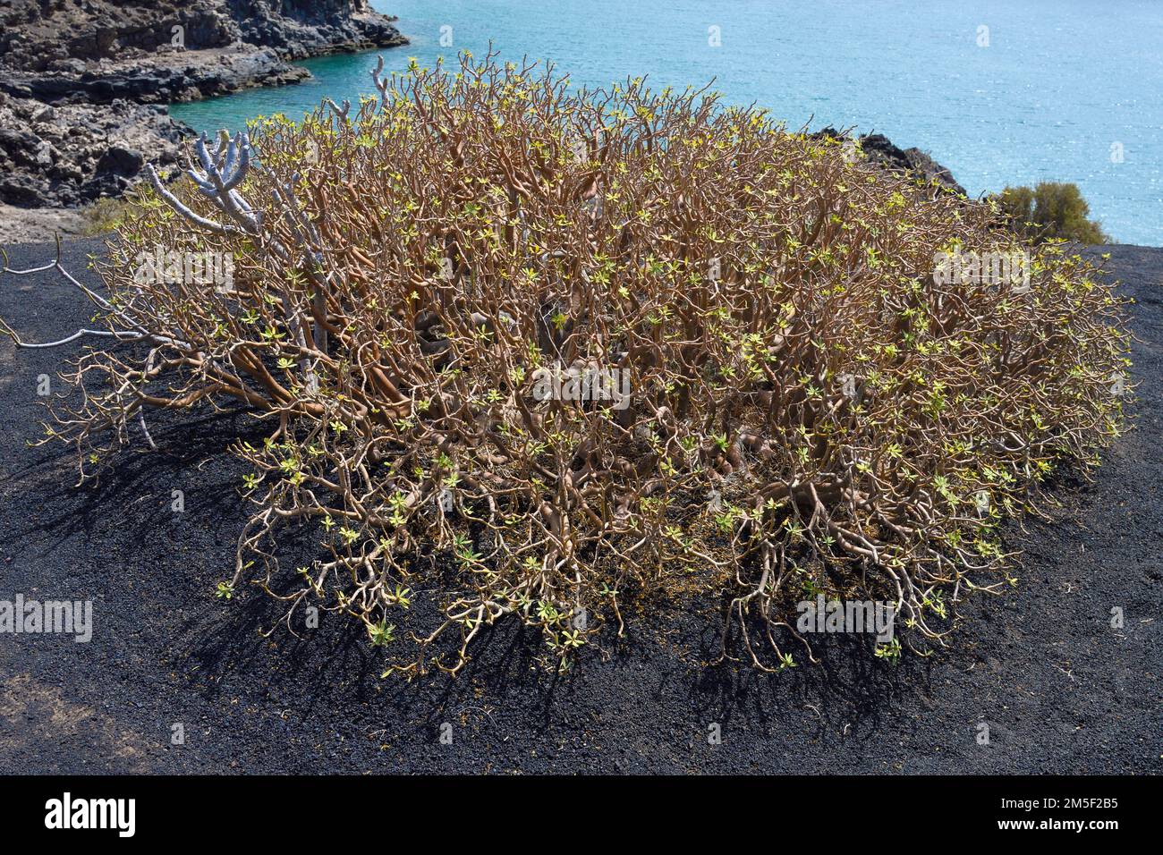 Tabaiba fuerteventura hi-res stock photography and images - Alamy