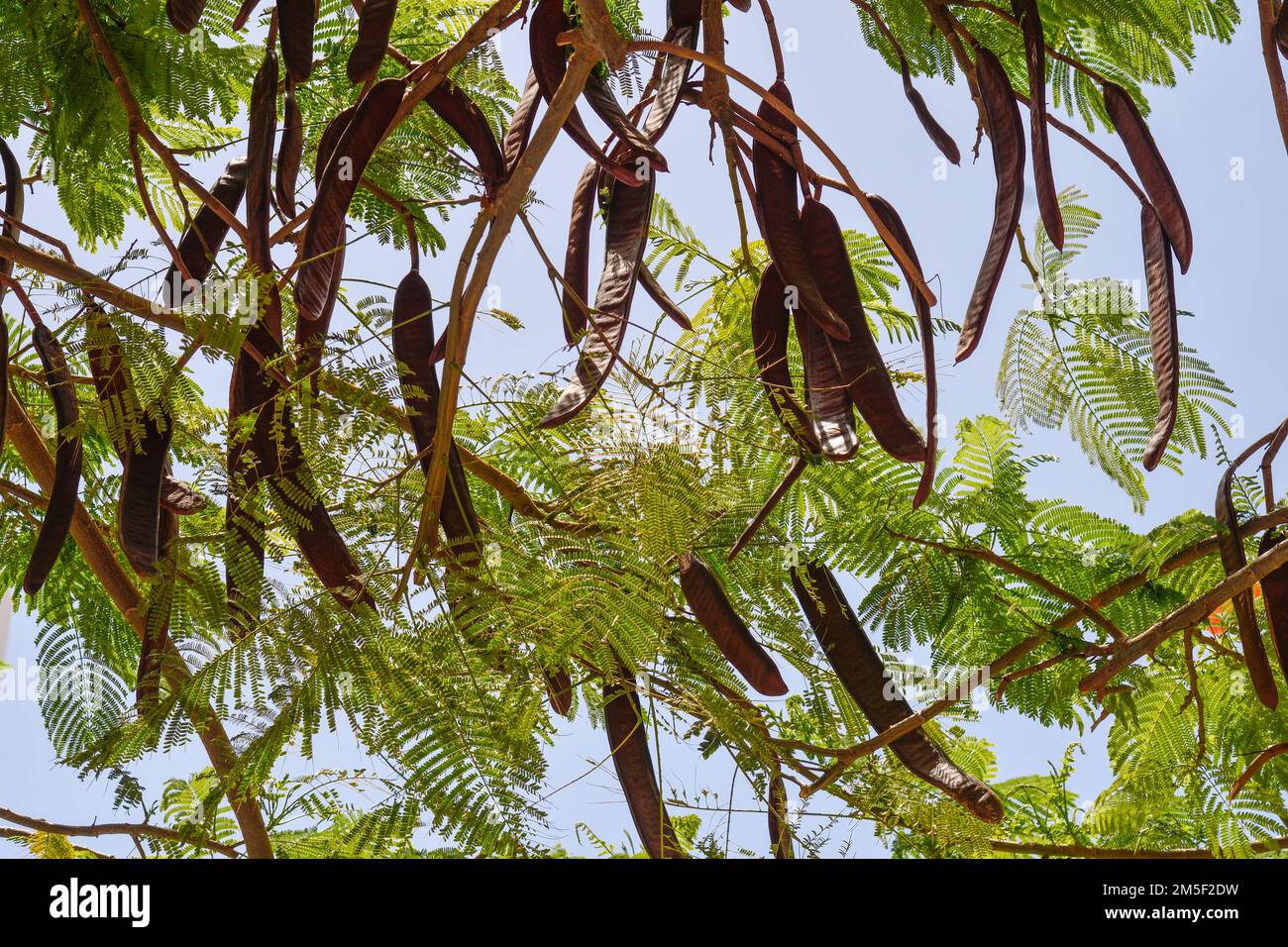 Carob tree with ripe fruits backlit Stock Photo - Alamy