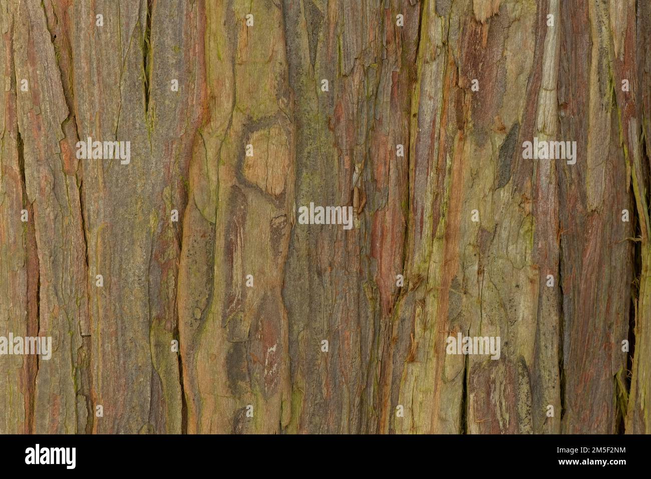 Tree bark wood hi-res stock photography and images - Alamy