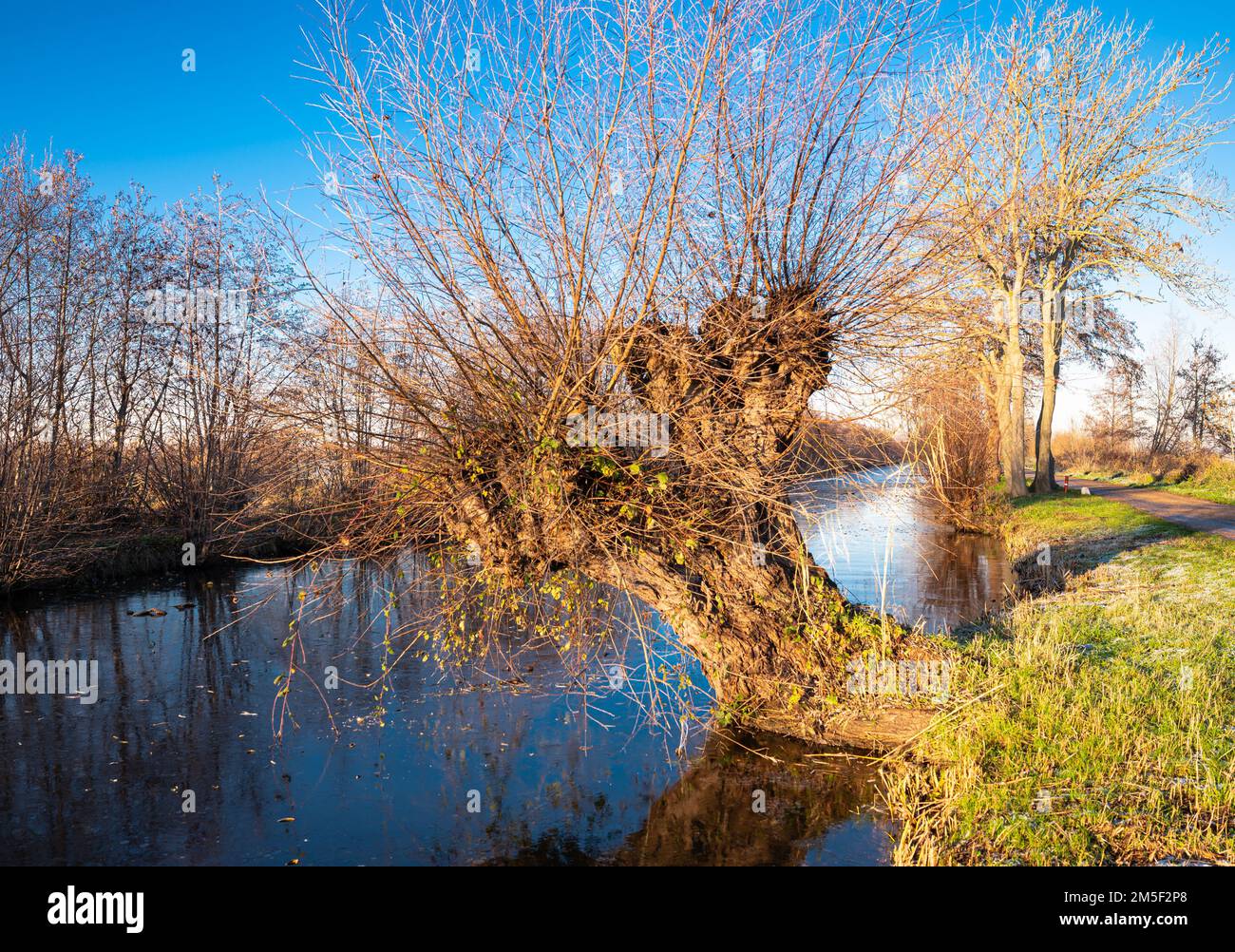 Pollard willow tree hi-res stock photography and images - Alamy