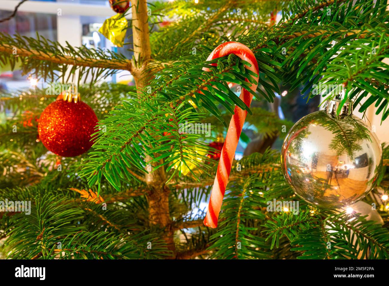 Red striped candy cane hangs in a Christmas tree for decoration Stock ...