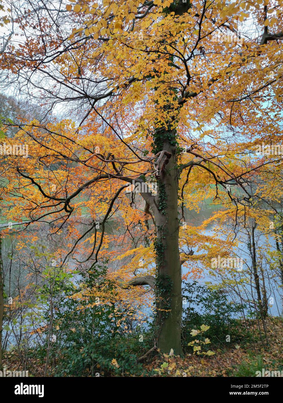 European beech tree hi-res stock photography and images - Alamy
