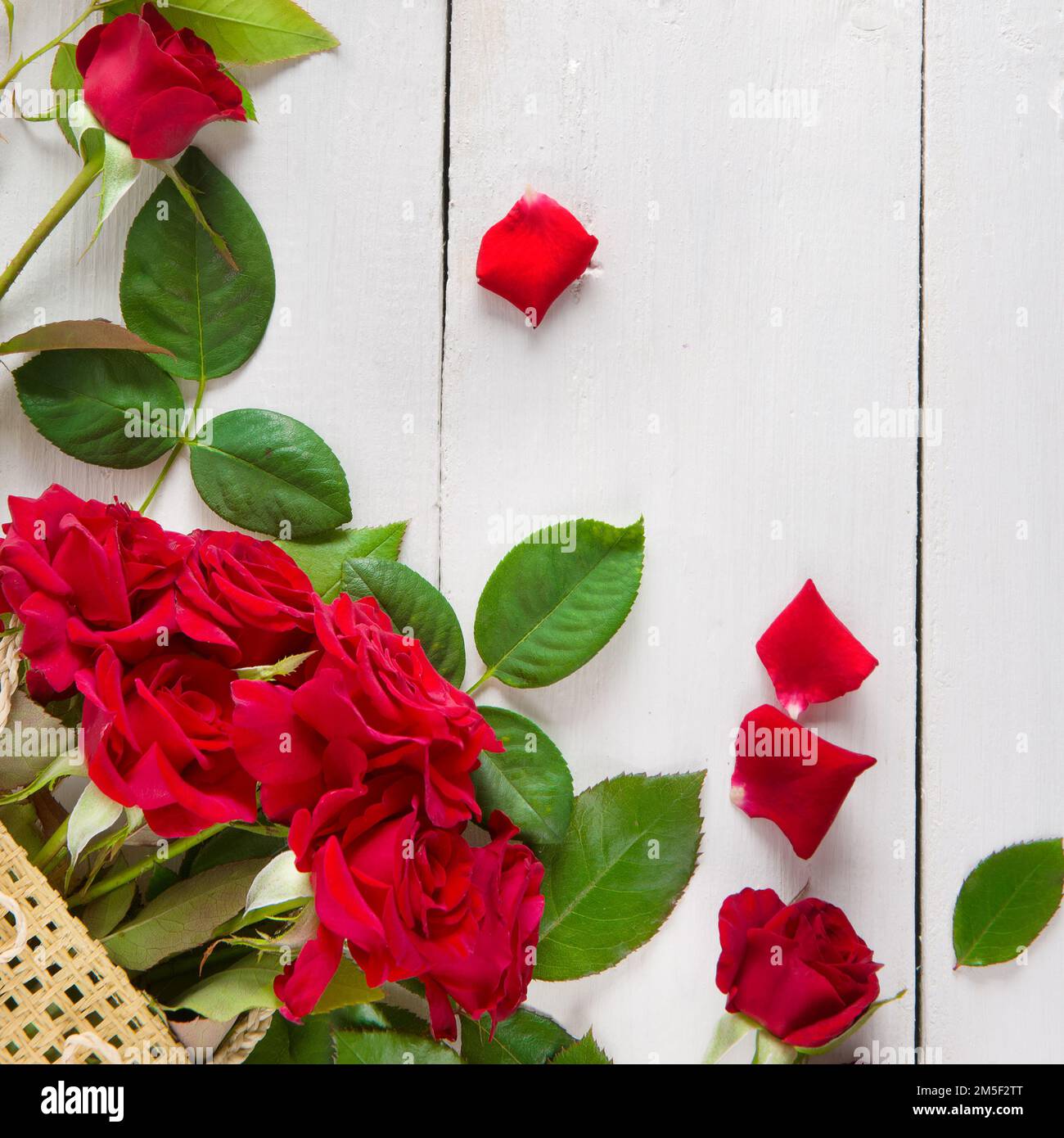 Red roses in a basket and rose petals on a white background. Background ...