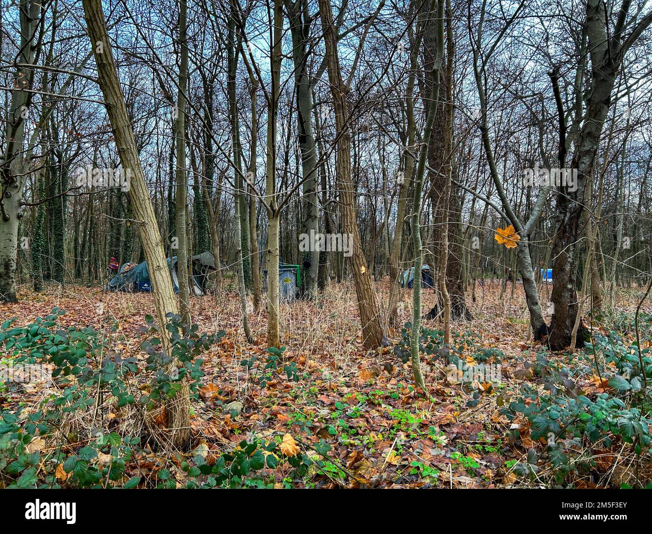 Paris, France, Homeless Tents in City Park, Woods in WInter, Bois de ...