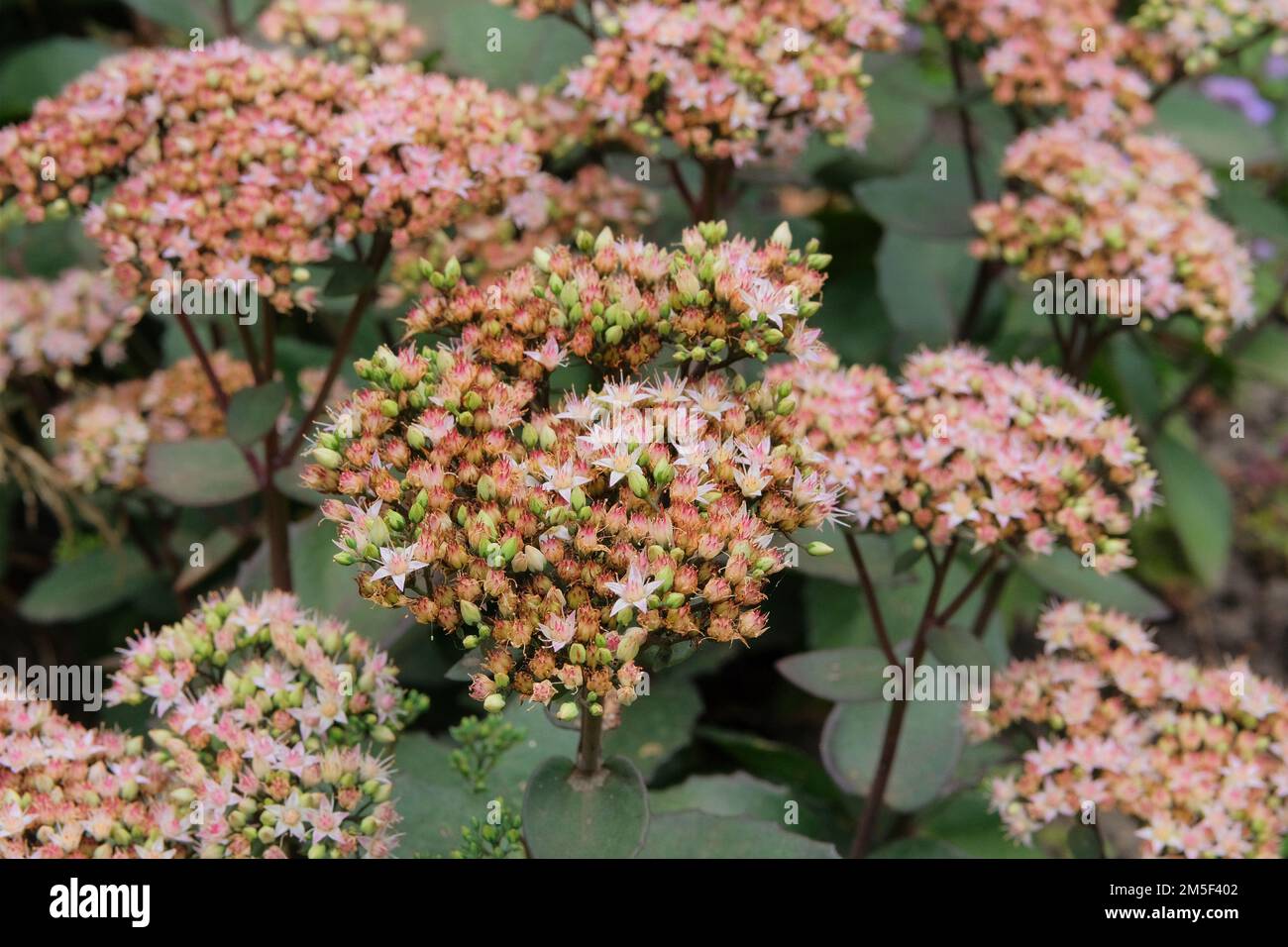 Sedum in gardening garden. Blooming flowers in garden. Natural blooming ...