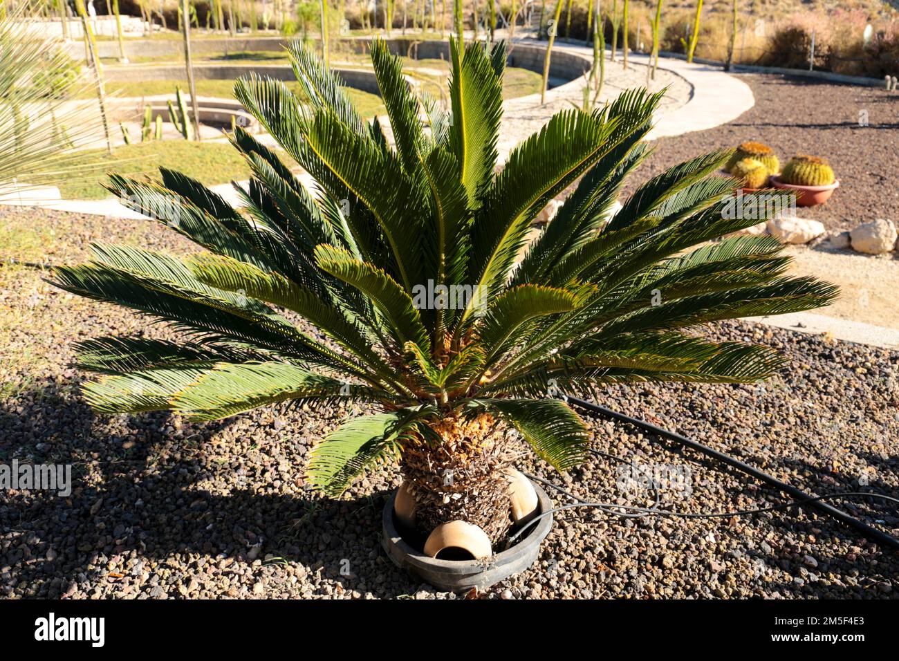 Cycas Revoluta plant under the sun in the garden in Spring Stock Photo ...