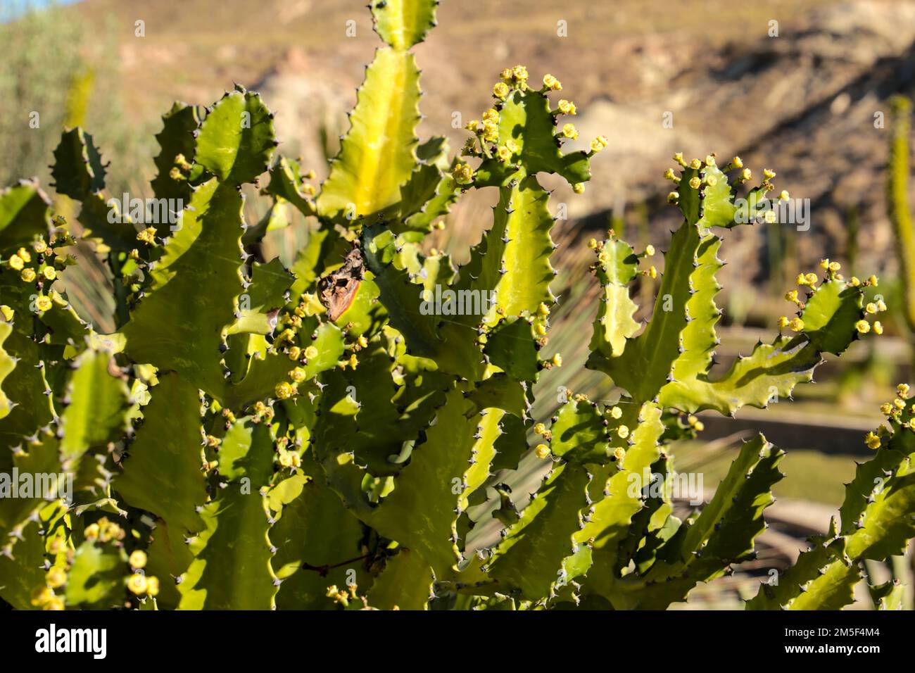 Colorful Euphorbia Lactea cactus plant in Almeria, Spain Stock Photo ...