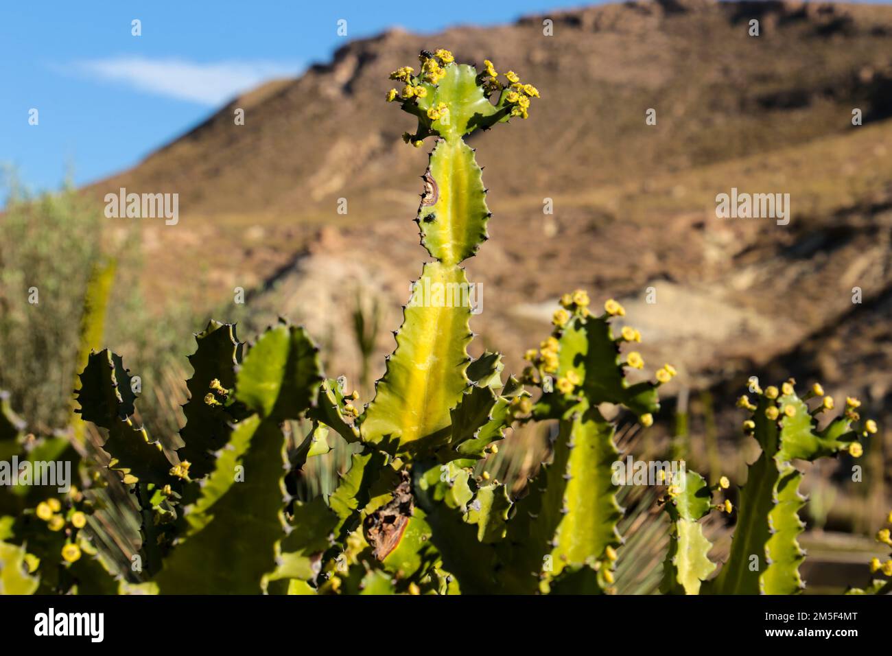 Colorful Euphorbia Lactea cactus plant in Almeria, Spain Stock Photo ...