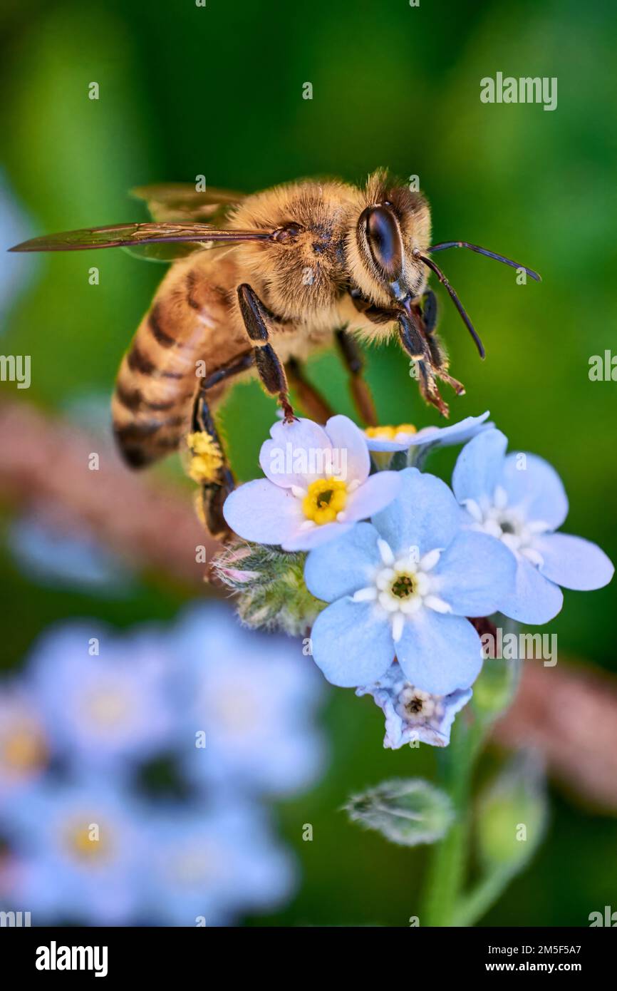Macro shot of honey bee with pollen on its legs cleaning itself while ...