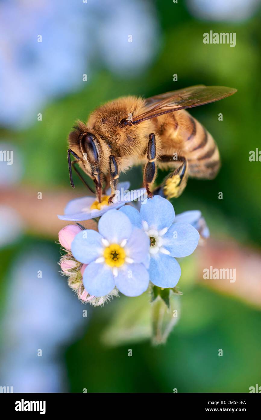 Macro shot of honey bee with pollen on its legs collecting nectar from ...