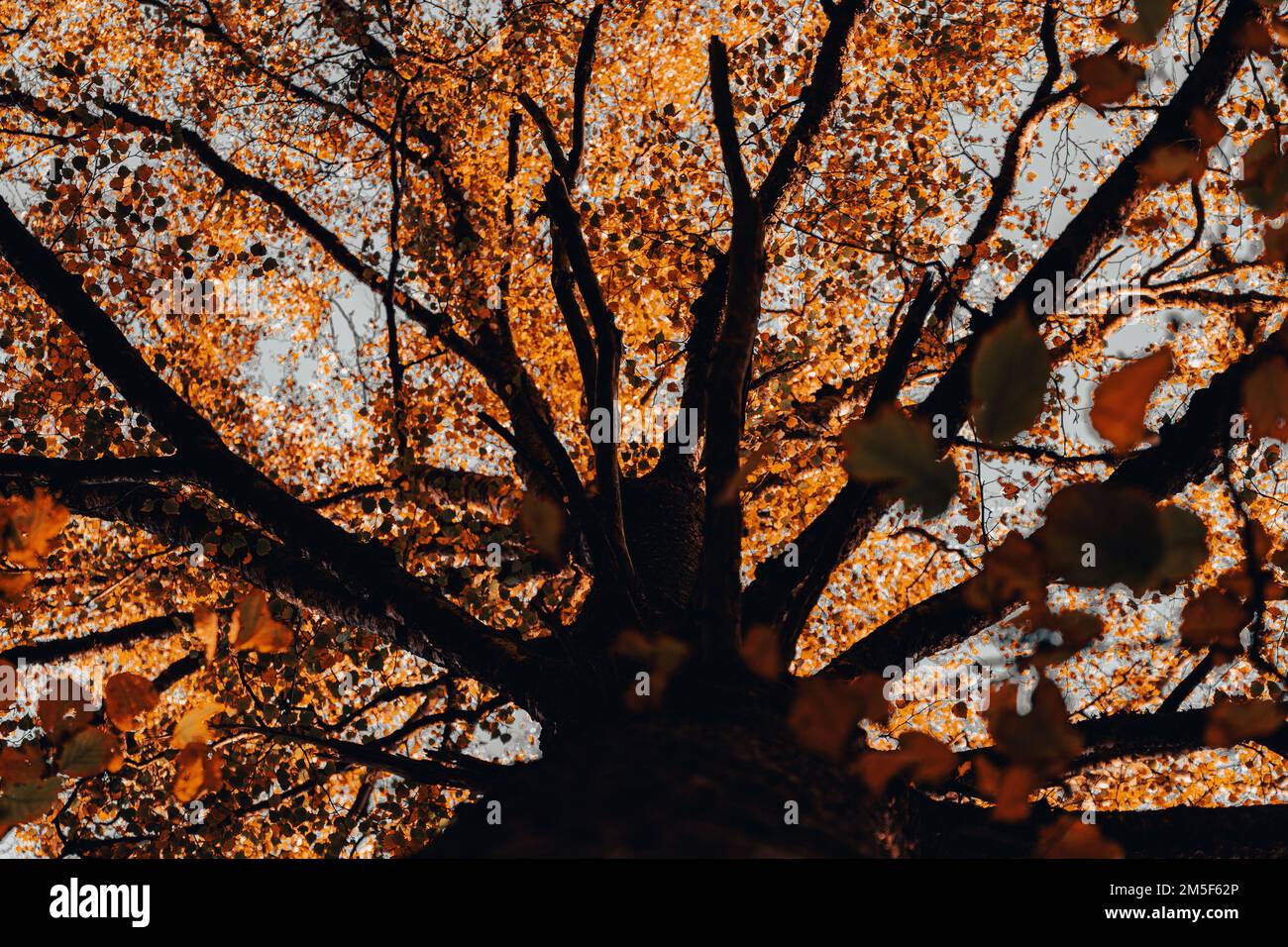 A low angle of a rising tree trunk with branches and golden autumn ...