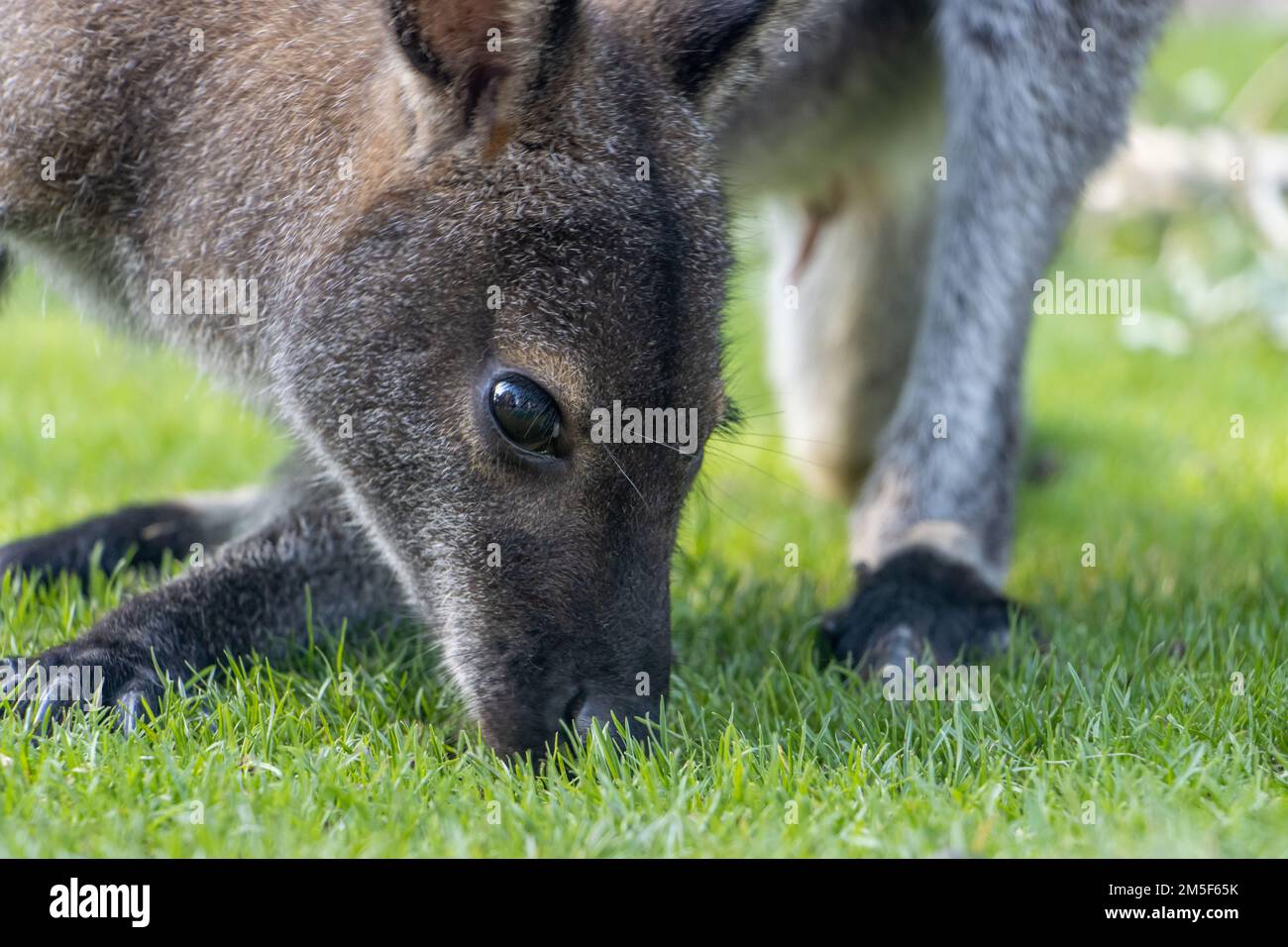 A red-necked wallaby - Notamacropus rufogriseus on a green meadow Stock ...