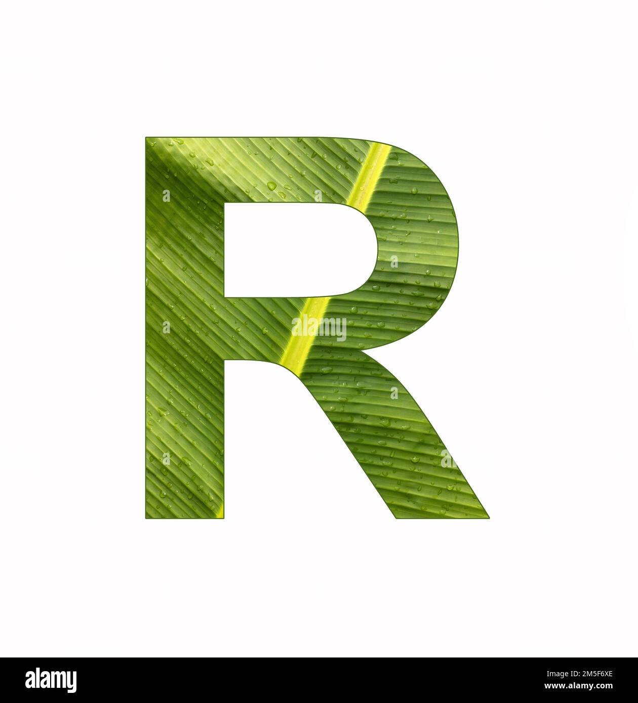 Alphabet Letter R - Banana plant leaf background Stock Photo - Alamy