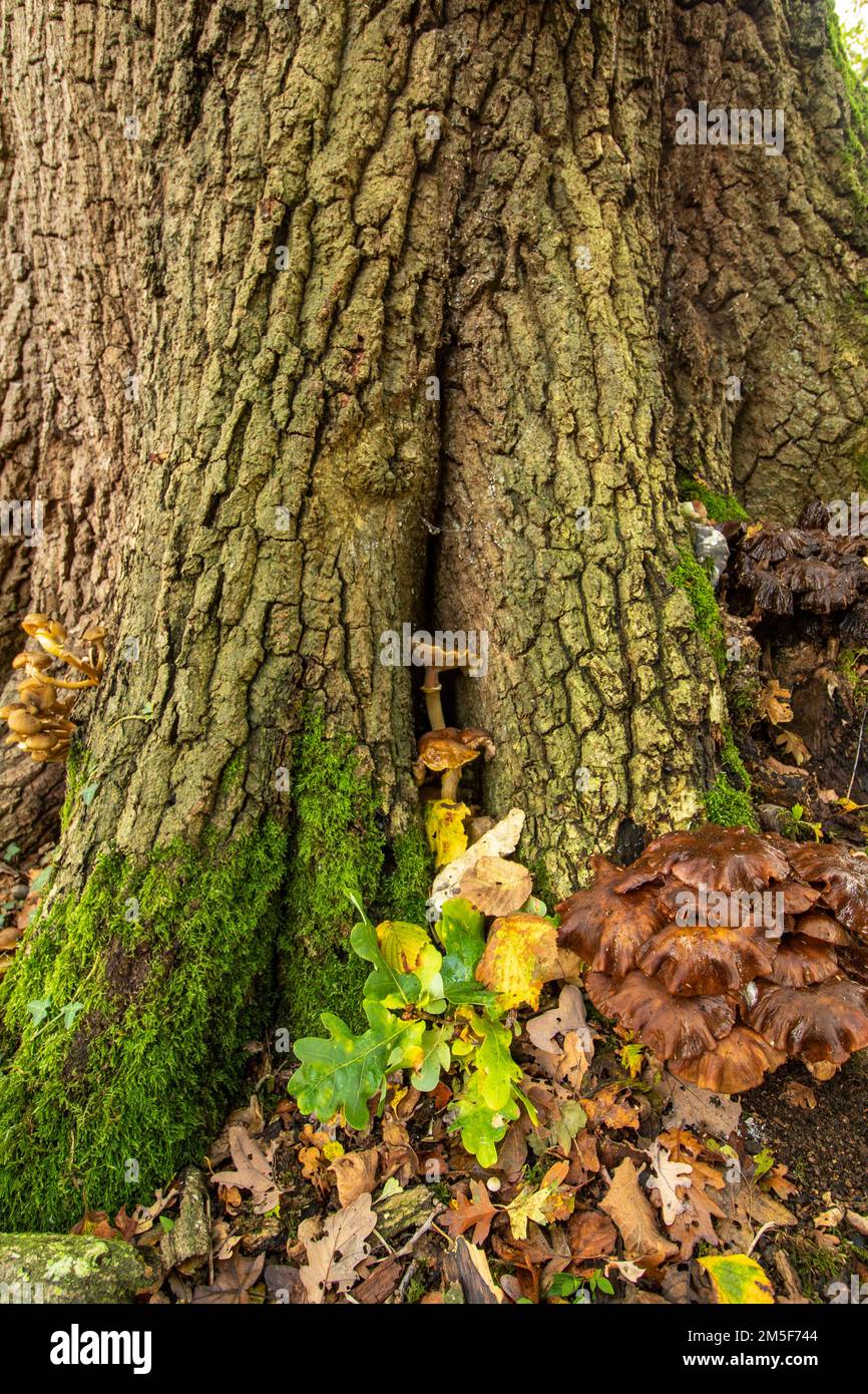 Impression of natures dynamic forms hi-res stock photography and images ...