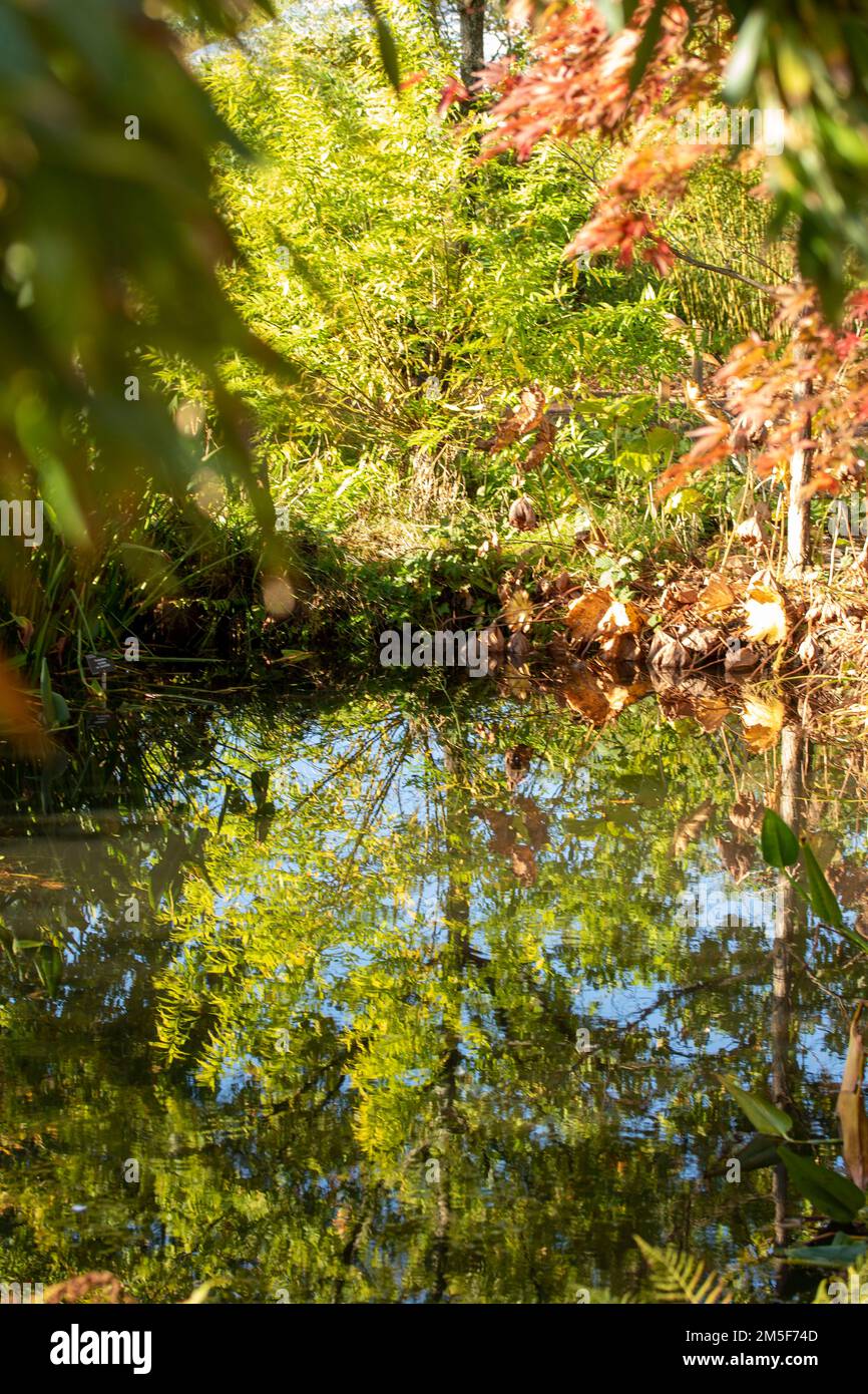 Reflection. Natural autumnal landscape with colourful foliage and their ...
