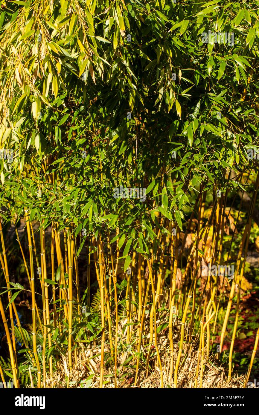 Glorious sunshine striking Phyllostachys Purpurata (bamboo). Natural ...