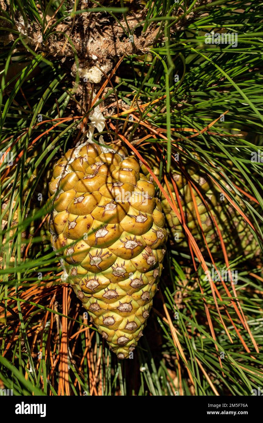 Pure natural patterns in the environment. Close up / macro colour ...