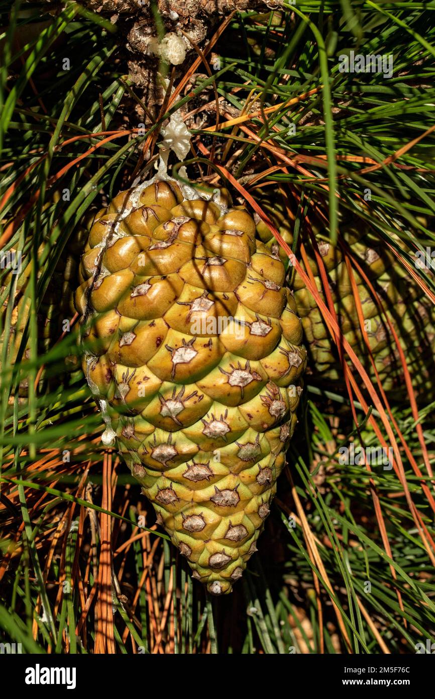 Found close up natural plant still life of conifer cone and foliage ...
