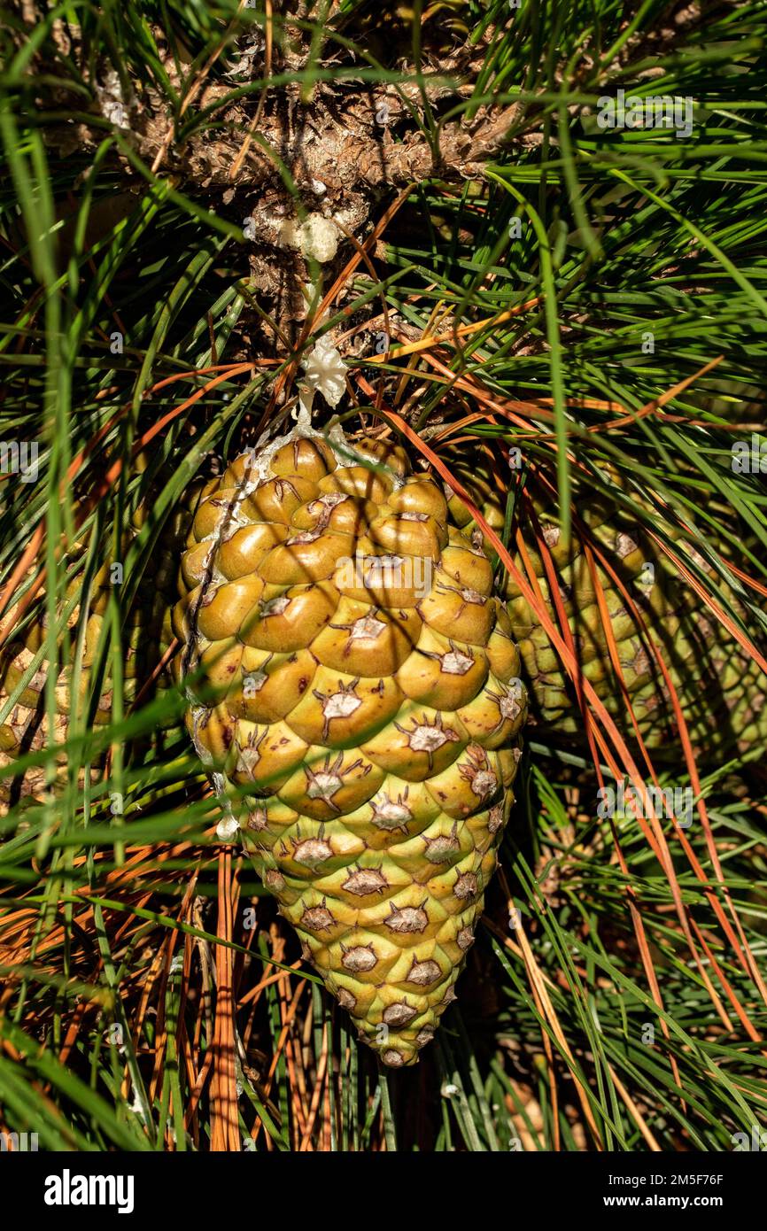 Found close up natural plant still life of conifer cone and foliage ...