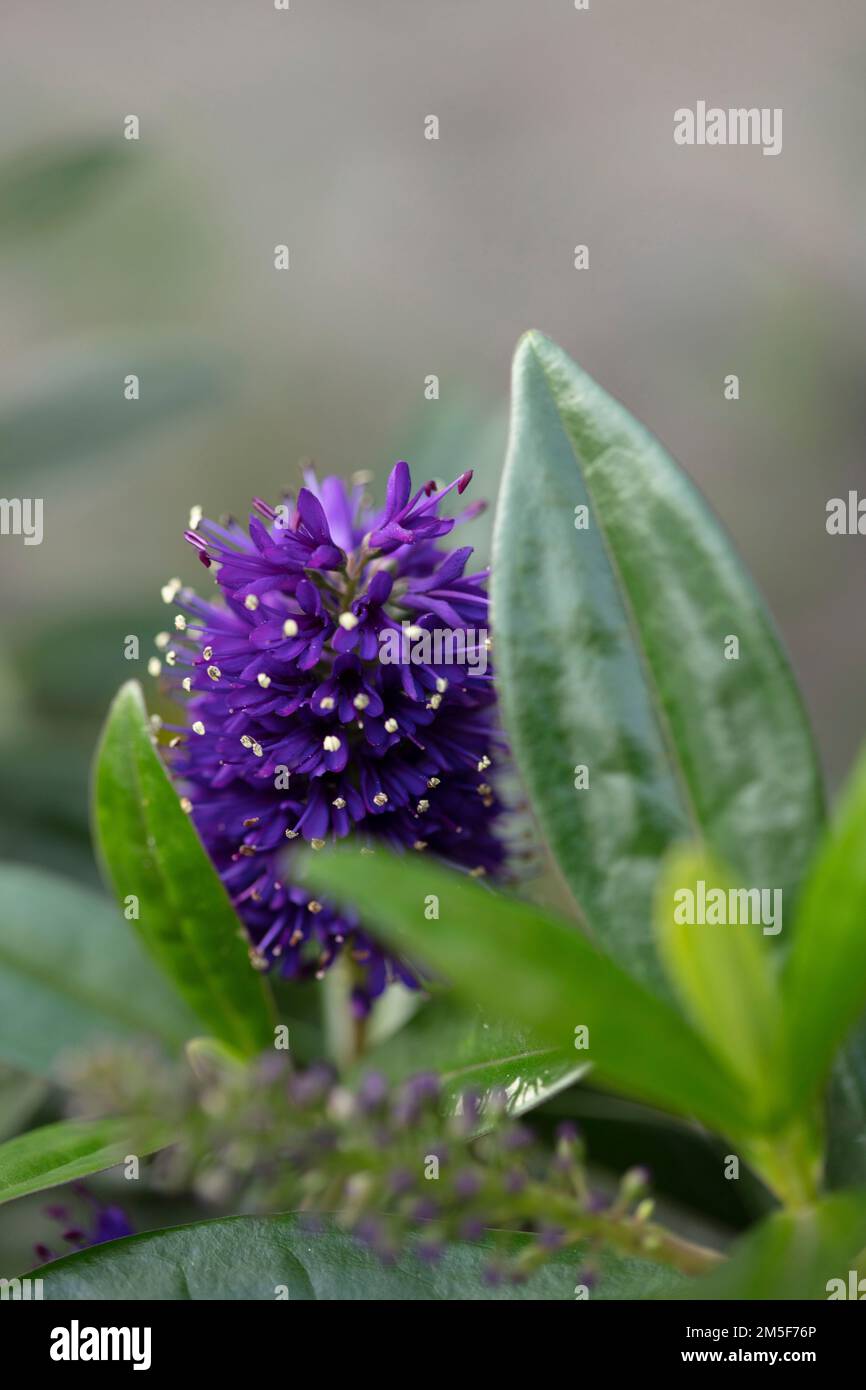 Pure natural patterns in the environment. Close up / macro colour ...