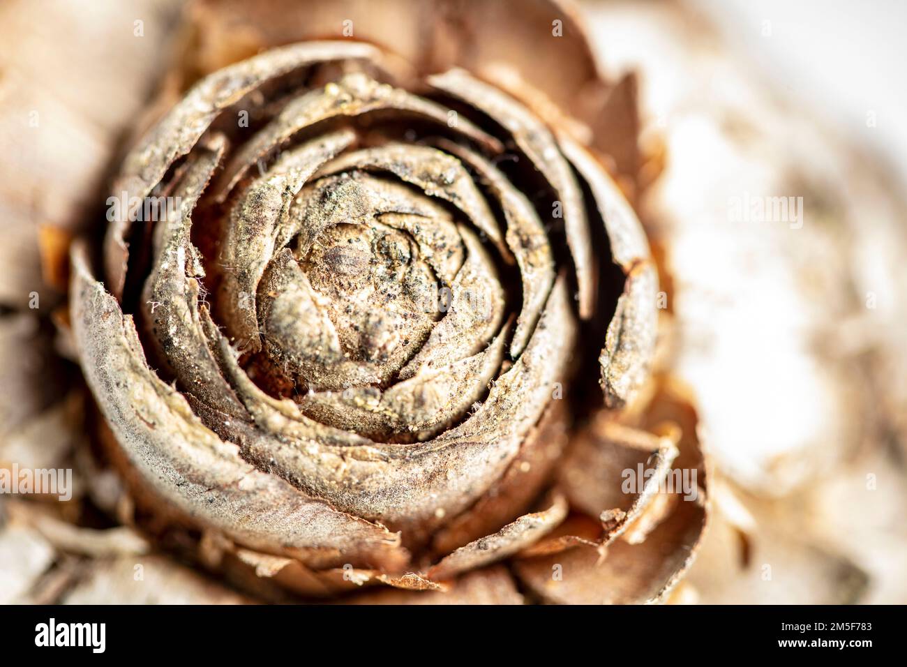 Very close up semi abstract patterns in nature of Lebanese Cedar Cedrus ...