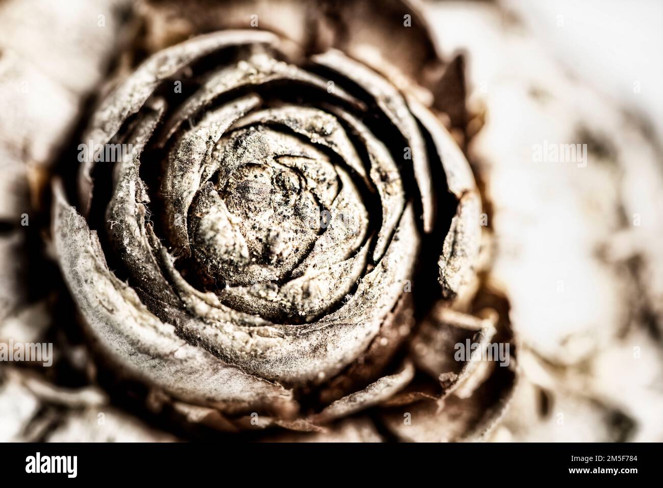 Very close up semi abstract patterns in nature of Lebanese Cedar Cedrus ...