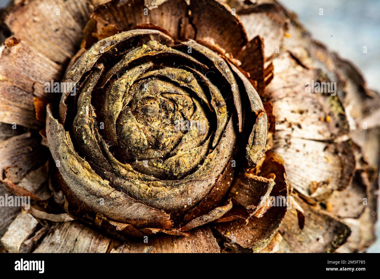 Very close up semi abstract patterns in nature of Lebanese Cedar Cedrus libani, cedar of Lebanon ...