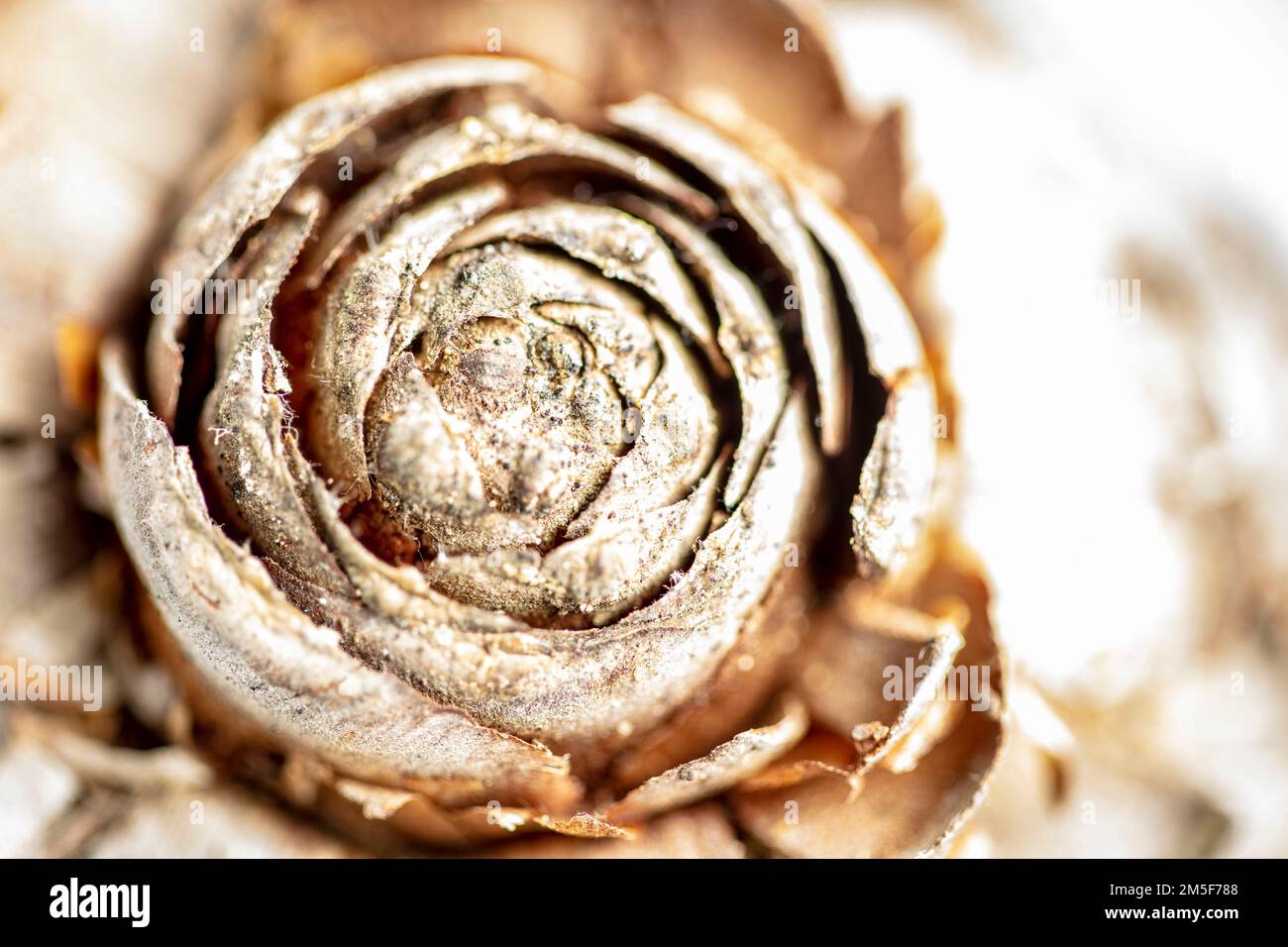 Very close up semi abstract patterns in nature of Lebanese Cedar Cedrus ...