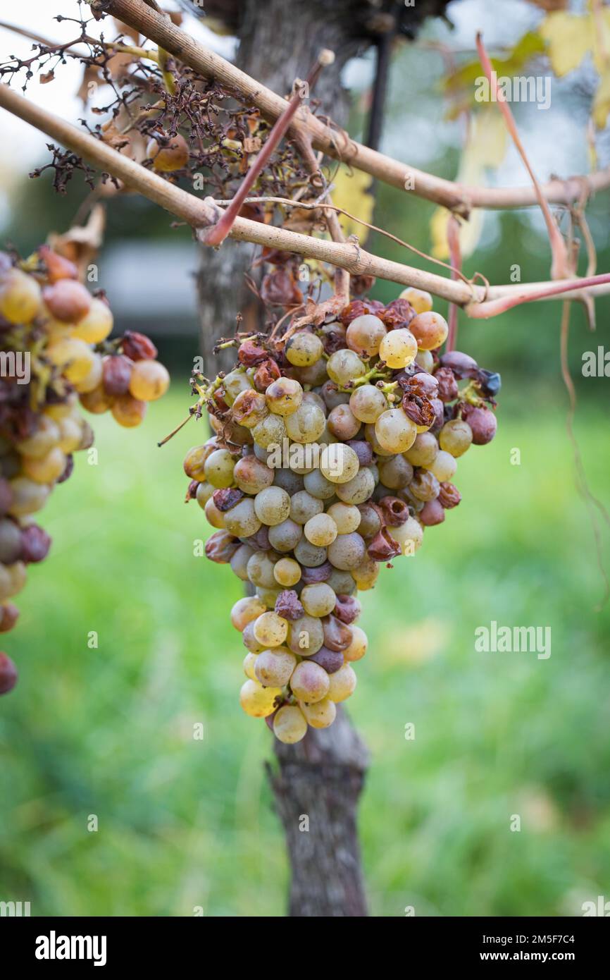 Harvesting before frost hi-res stock photography and images - Alamy