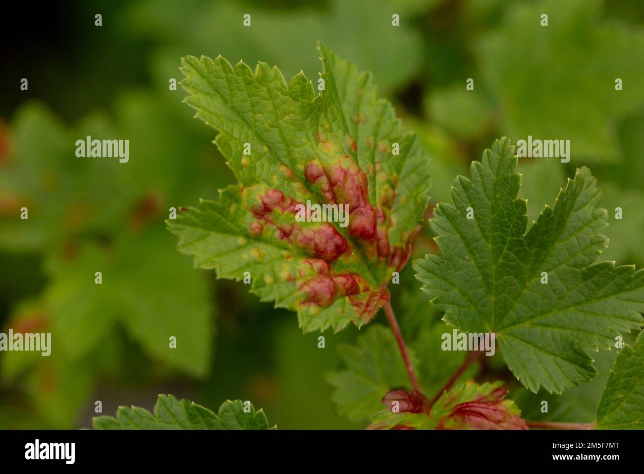 insect pests: gall aphid on redcurrant. damaged leaves Stock Photo - Alamy