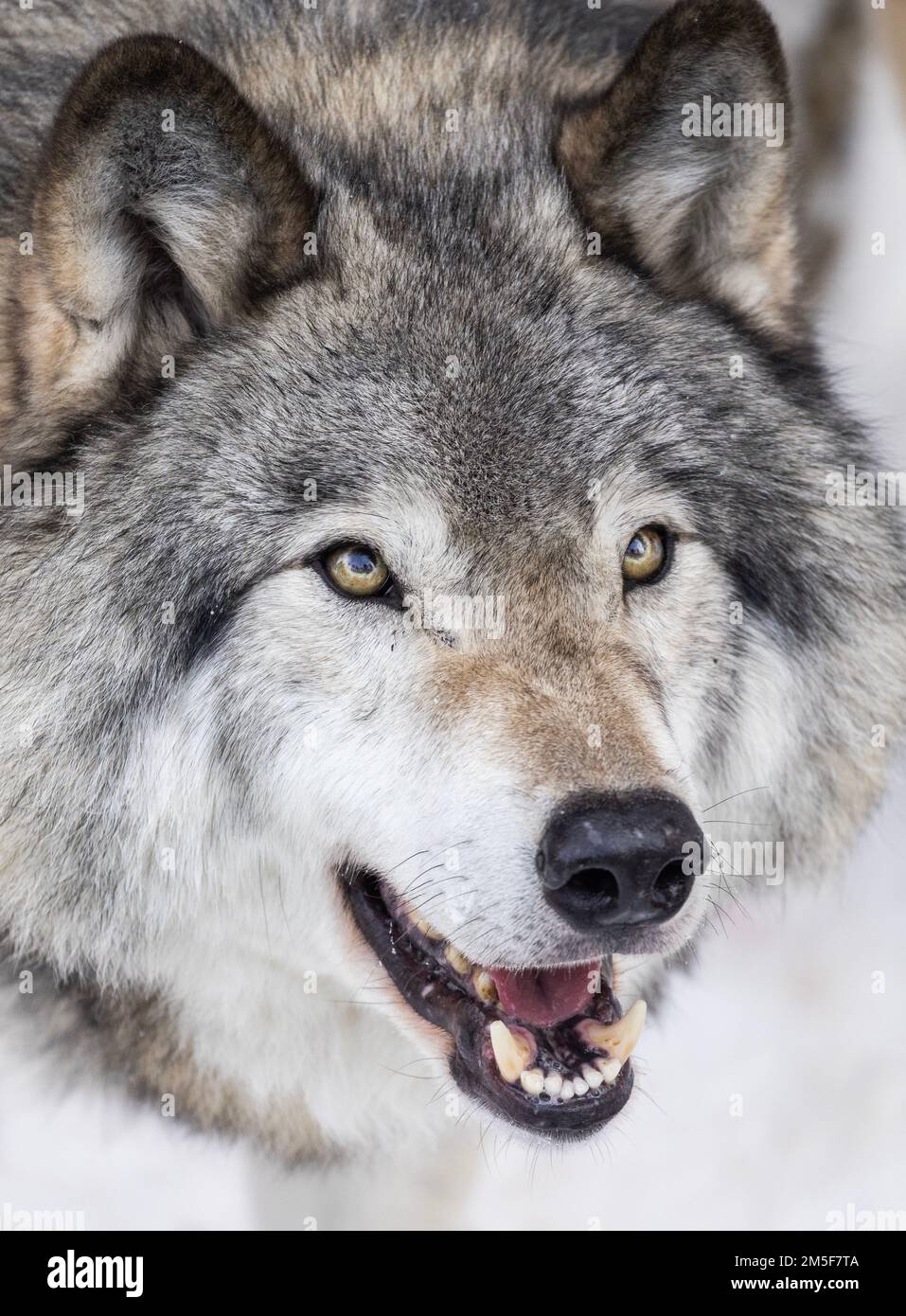 timber wolf portrait in winter Stock Photo - Alamy