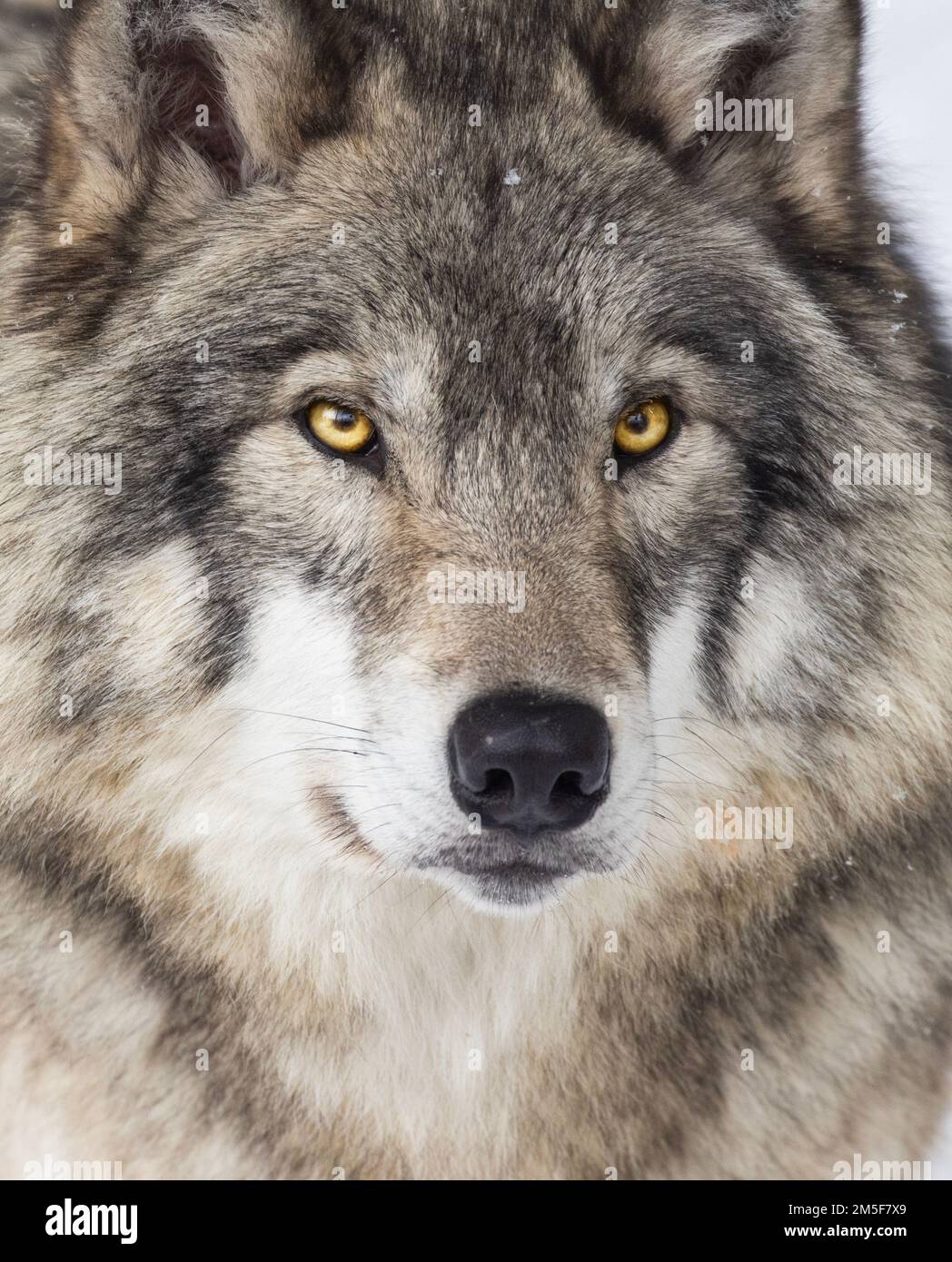 timber wolf portrait in winter Stock Photo - Alamy