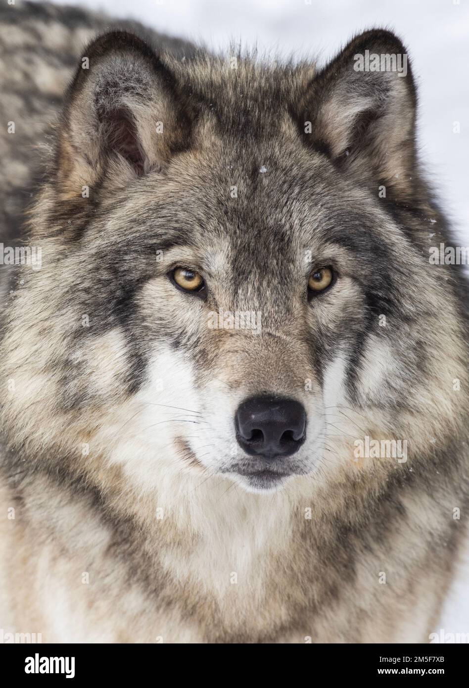 timber wolf portrait in winter Stock Photo - Alamy