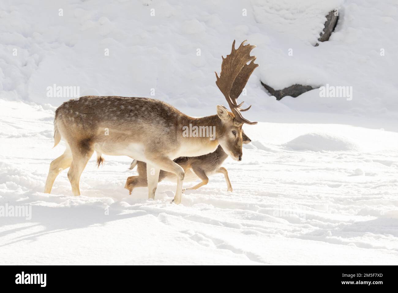 Herd of european fallow deer dama dama in snow hi-res stock photography ...