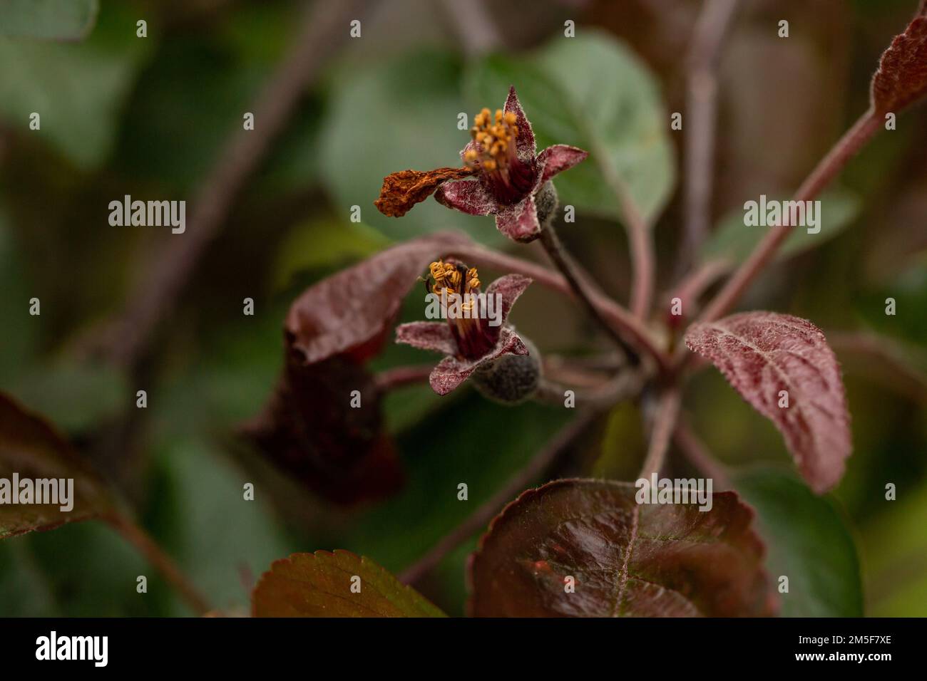 Ornamental apple tree hi-res stock photography and images - Alamy