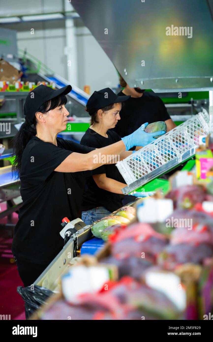 People sorting mango at fruits production facility Stock Photo - Alamy