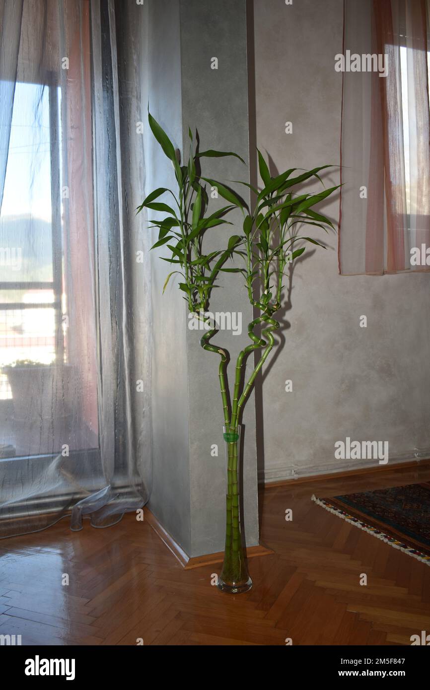 Bamboo interior hi-res stock photography and images - Alamy