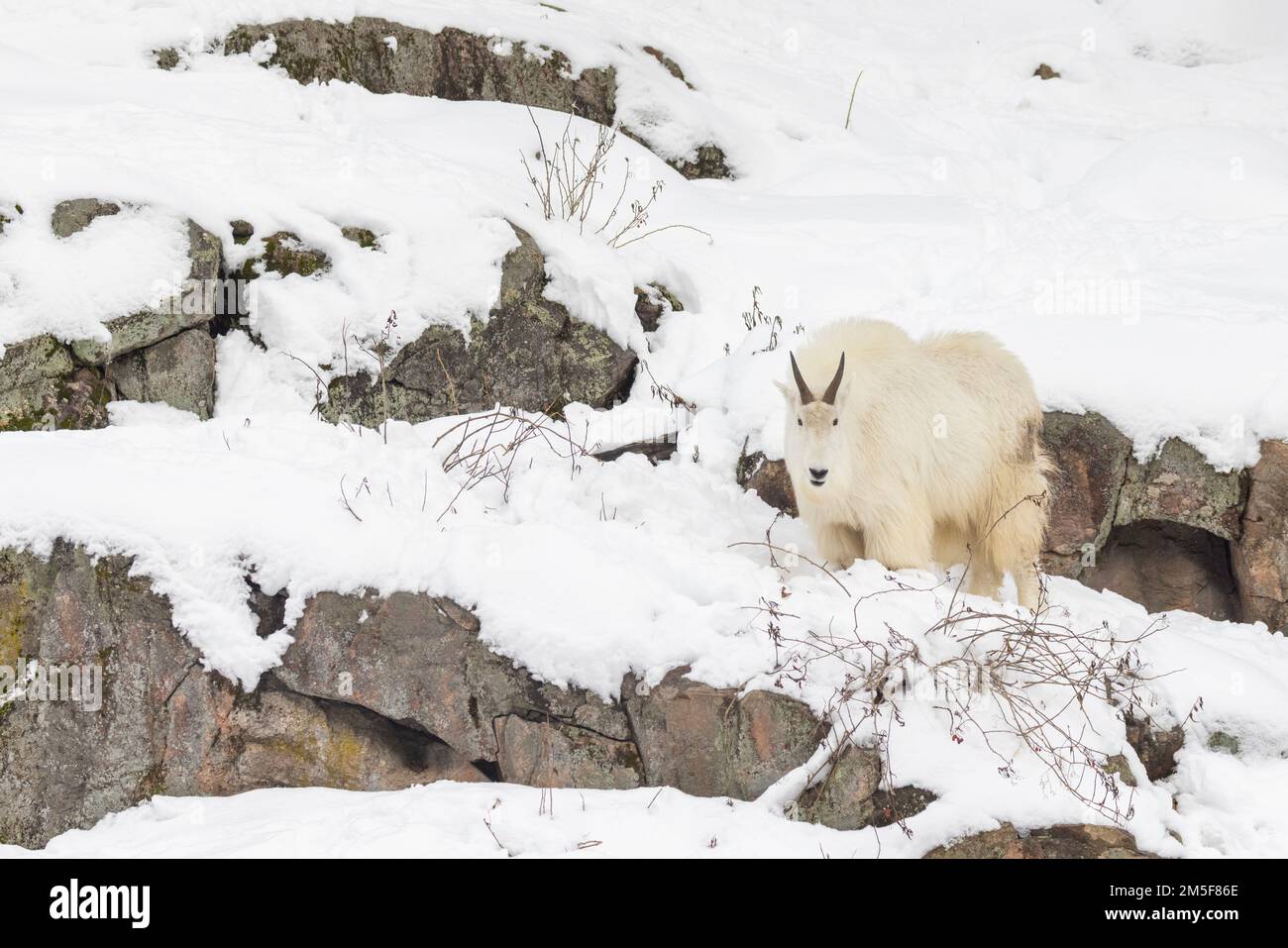 mountain goat (Oreamnos americanus), also known as the Rocky Mountain ...