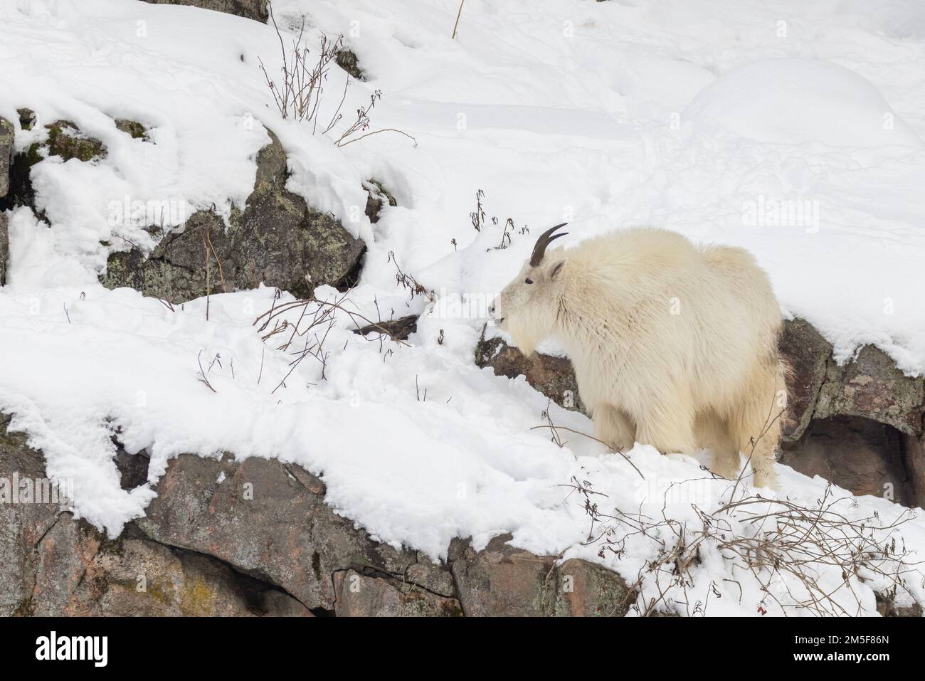 Known rocky mountain goat hi-res stock photography and images - Alamy