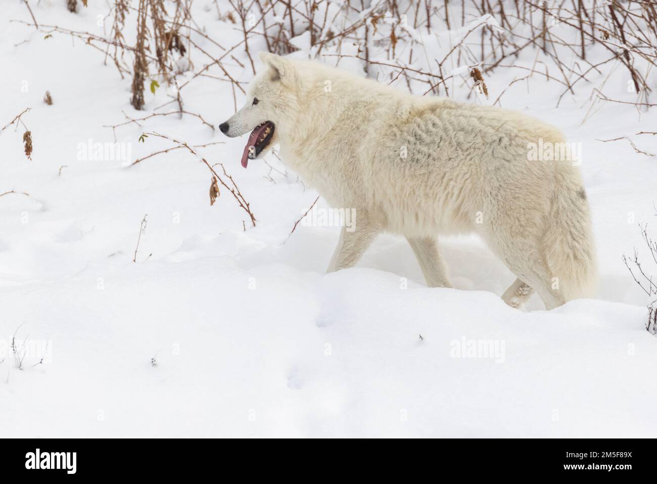 Black wolf standing in winter hi-res stock photography and images - Alamy