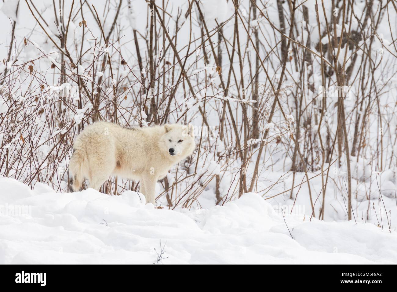 Arctic wolf (Canis lupus arctos) in winter Stock Photo - Alamy