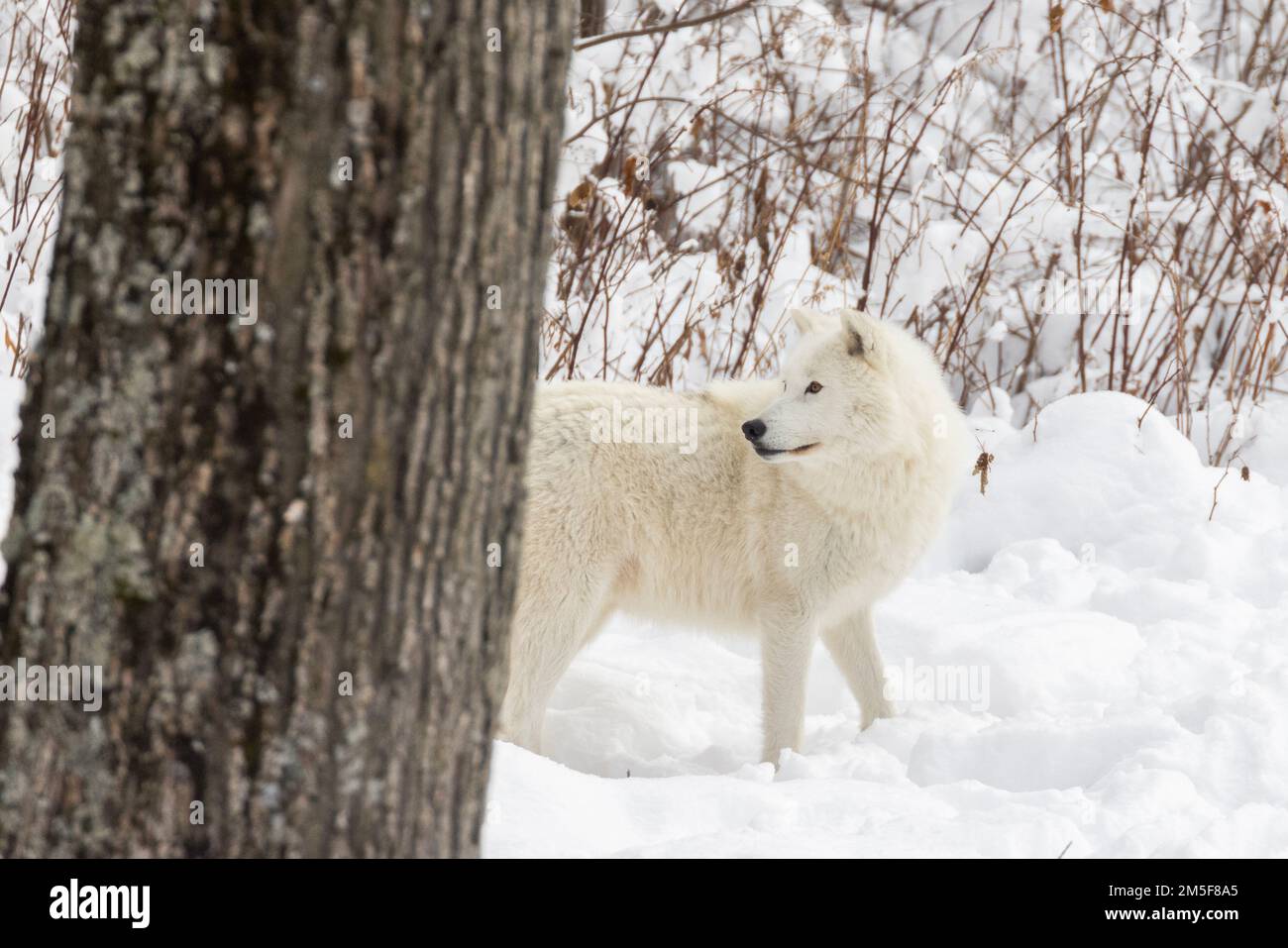 Arctic wolf (Canis lupus arctos) in winter Stock Photo - Alamy